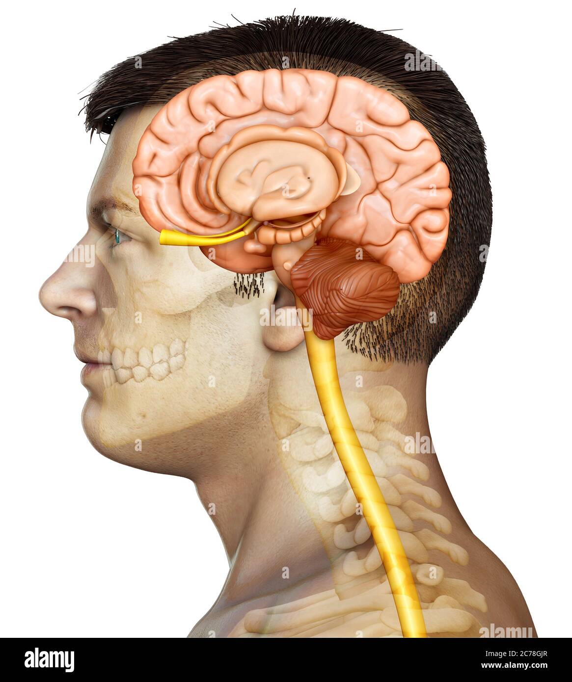 Ventral Brain Diagram
