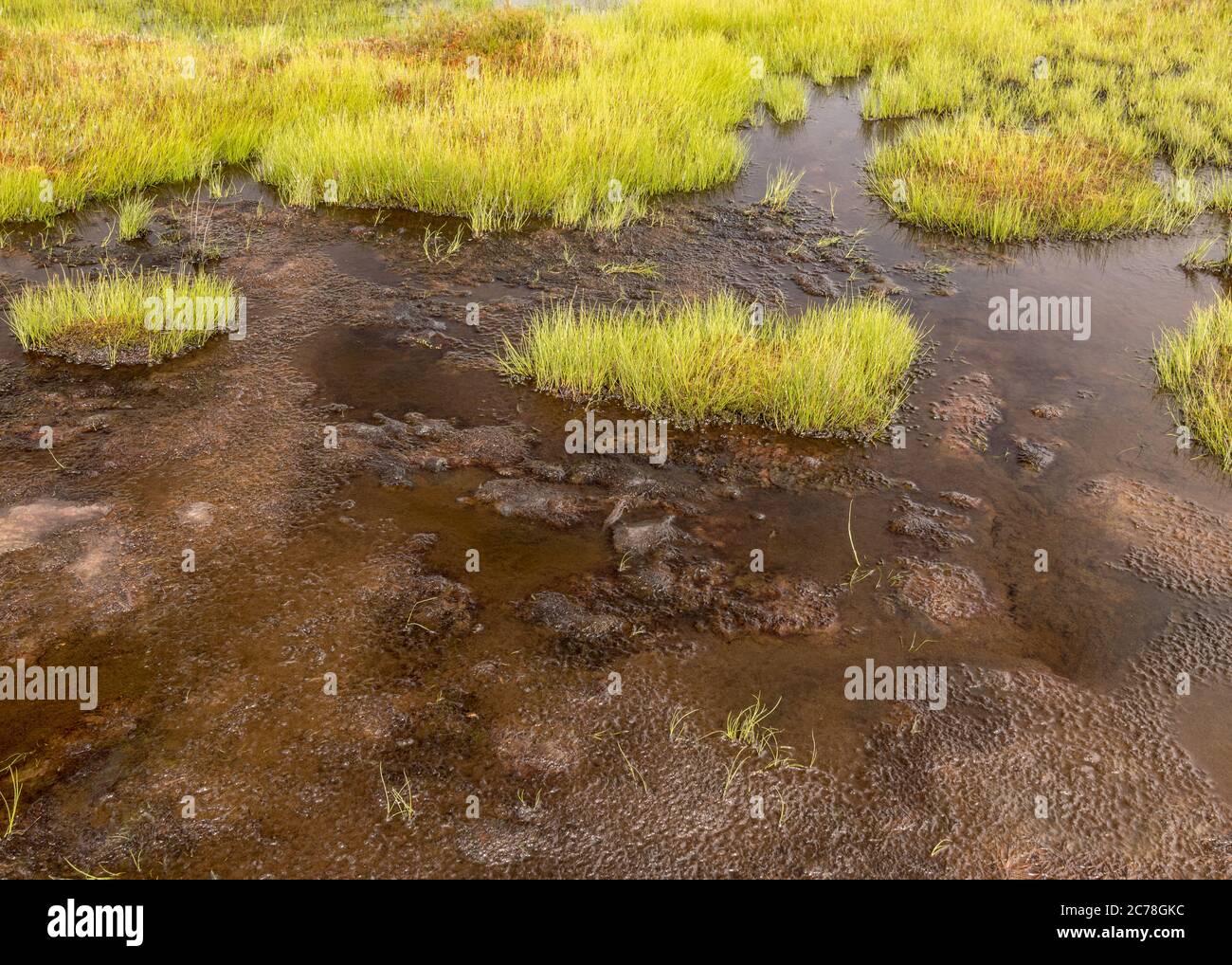traditional bog vegetation background, bog grass, plants, water, moss ...