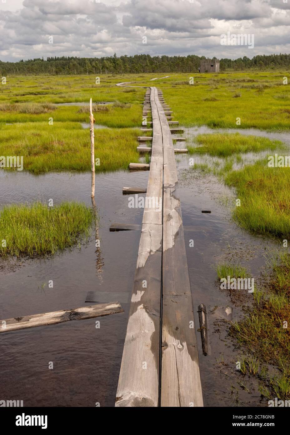 landscape with wooden wet pathway through swamp wetlands with small ...