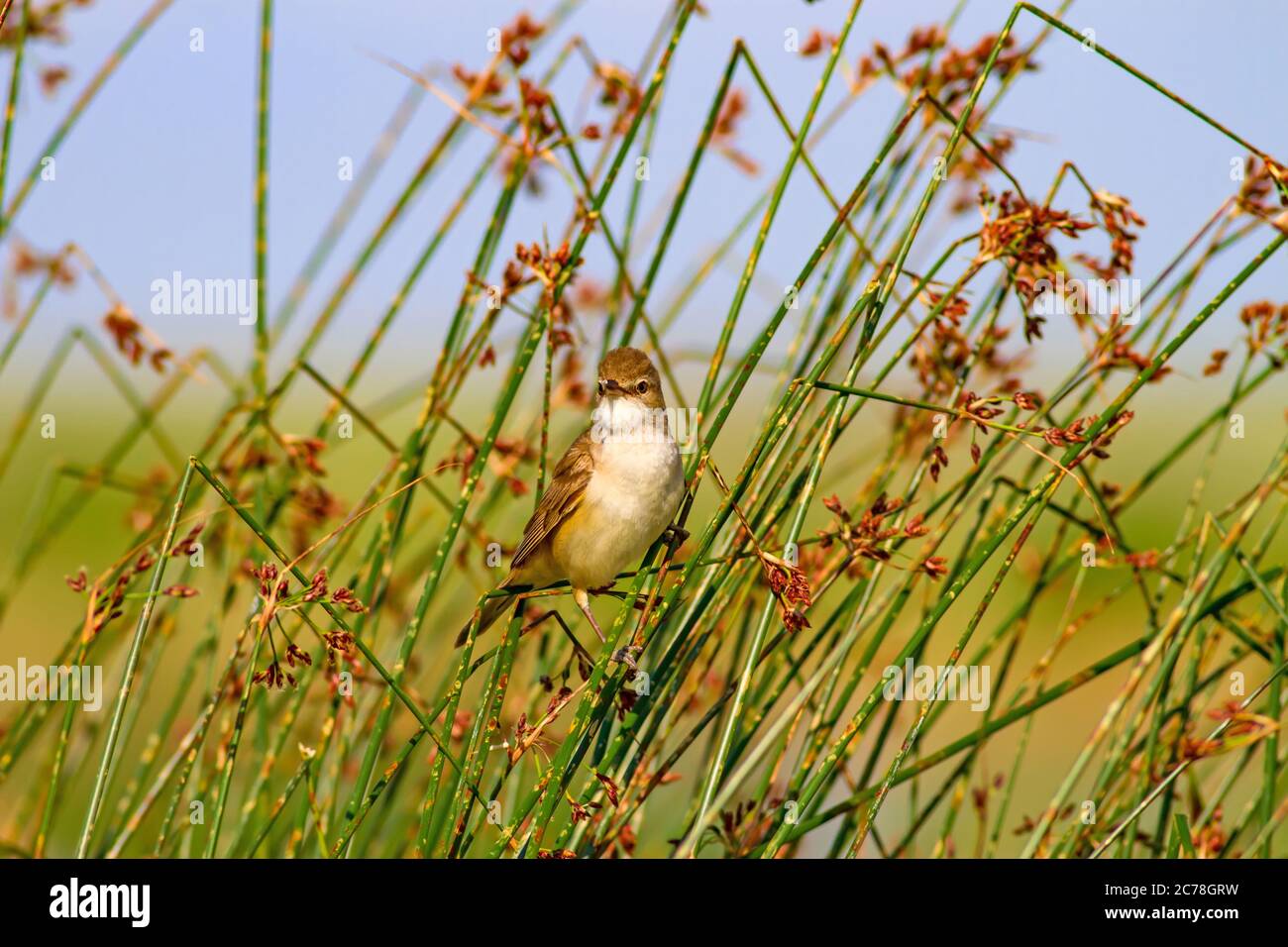 Nature and bird. Green lake nature habitat background. Bird: Great Reed ...