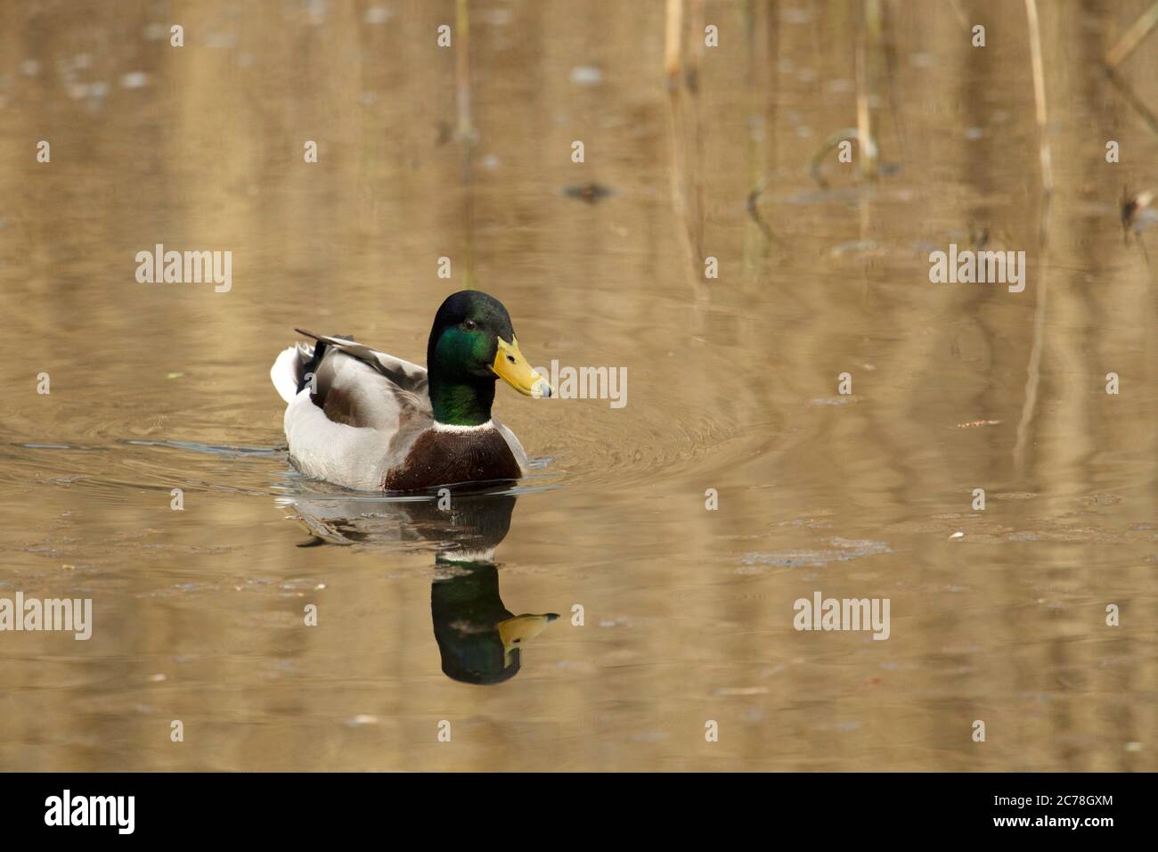 BIRD. Mallard duck, male, on water with reflection, Wales, UK Stock ...
