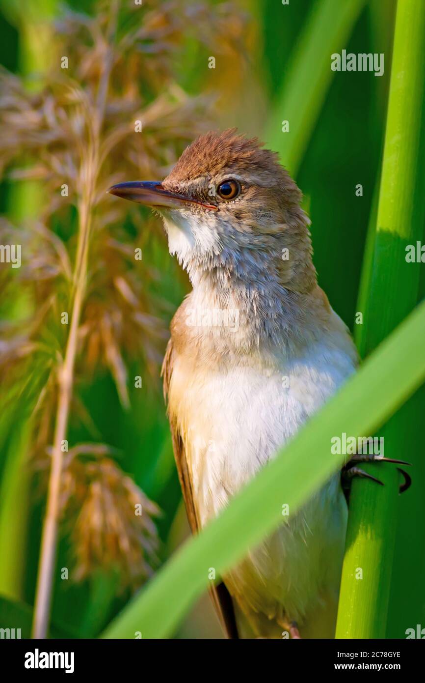 Nature and bird. Green lake nature habitat background. Bird: Great Reed ...