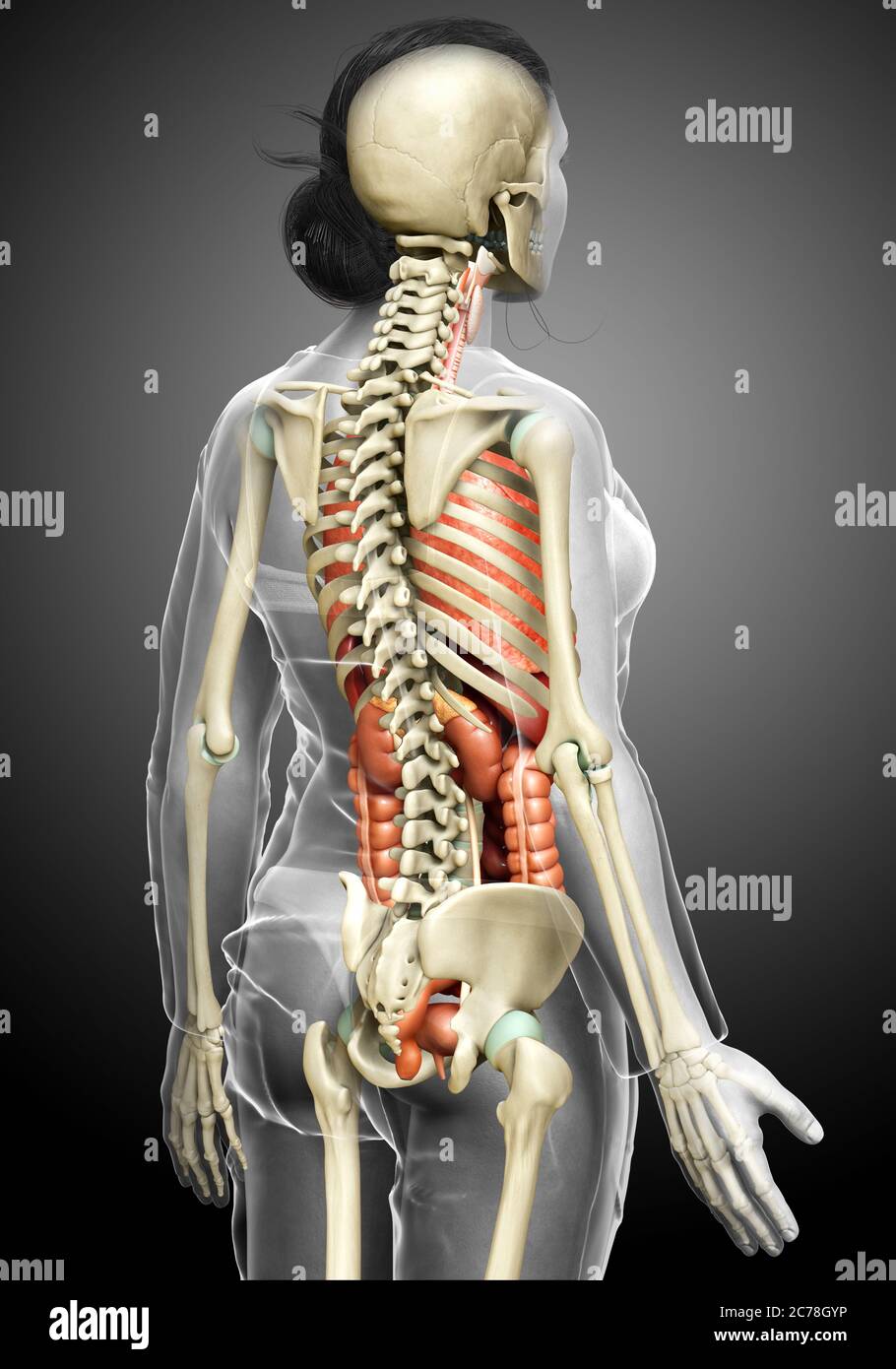 3d rendered medically accurate illustration of female Internal organs ...