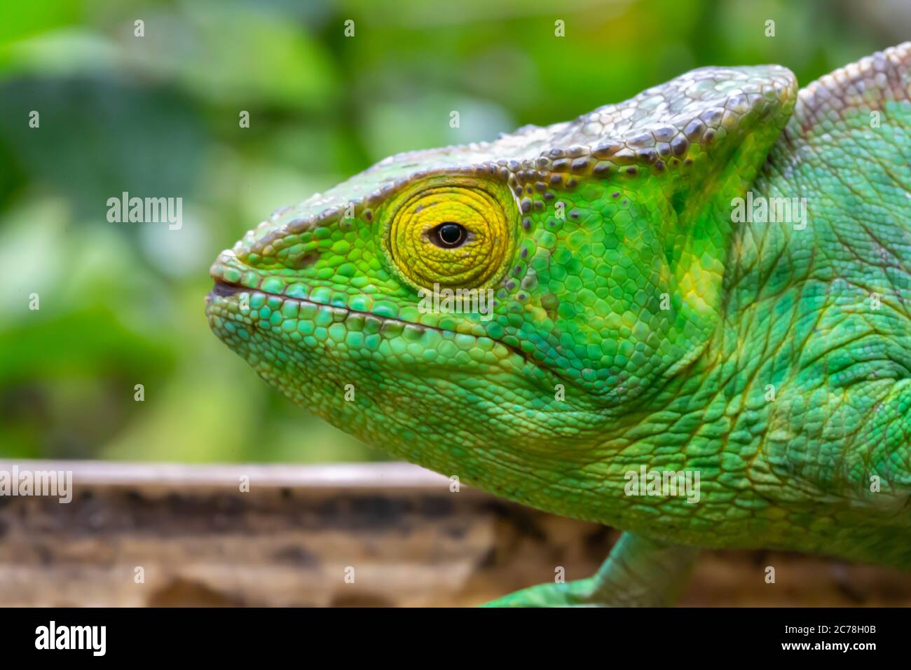 African Chameleon Or Sahel Chameleon High Resolution Stock Photography ...