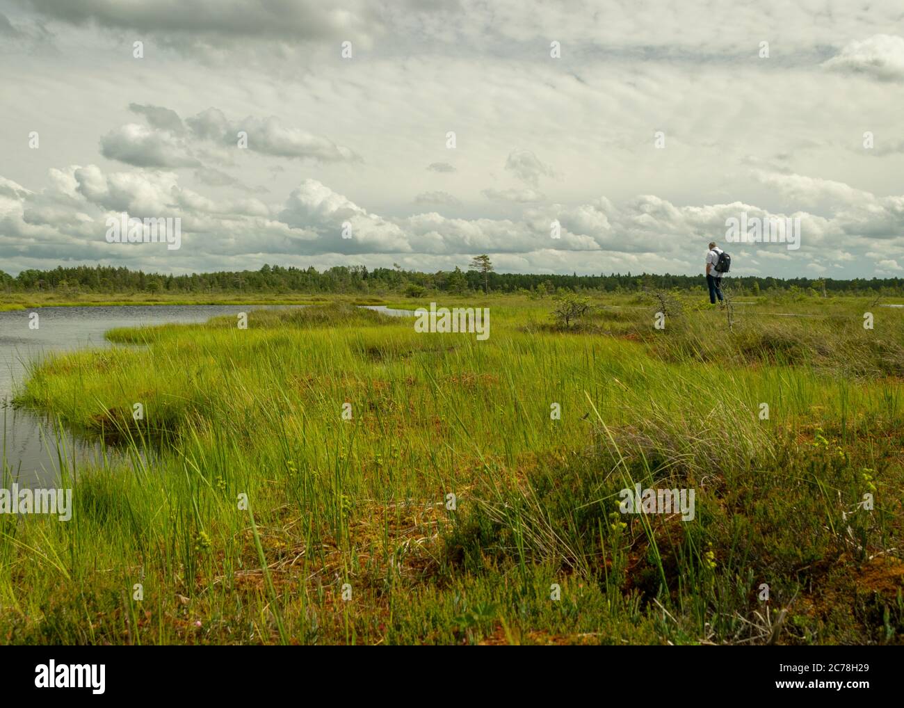 human silhouette in a swamp, sunny summer day with swamp-like ...