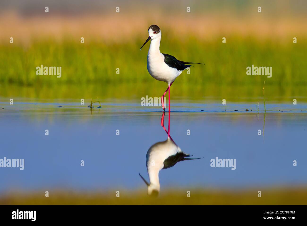 Cute bird black winged Stilt. Colorful nature background. Bird: Black ...