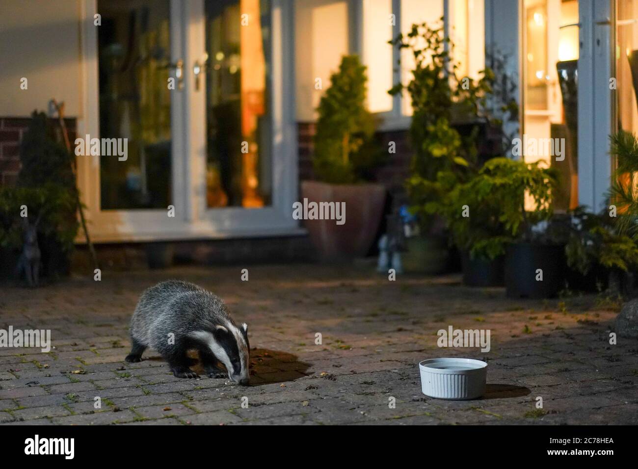 Cute badgers hi-res stock photography and images - Alamy