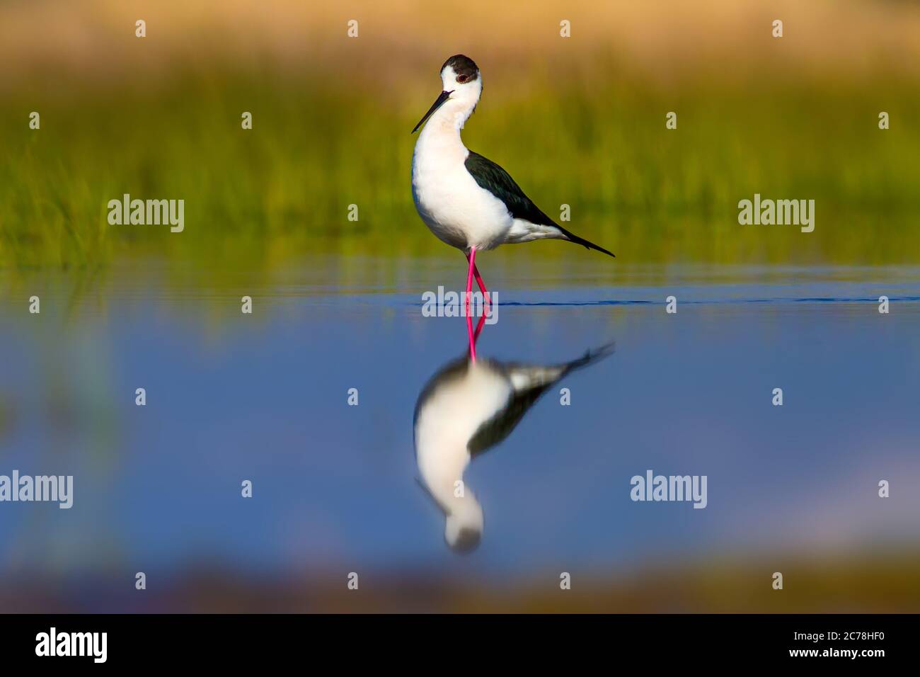 Cute bird black winged Stilt. Colorful nature background. Bird: Black ...