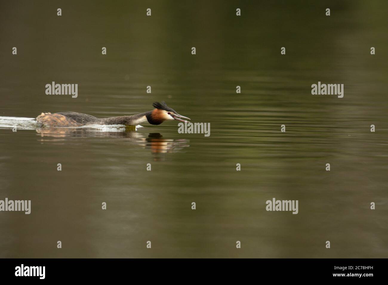 BIRD. Great Crested Grebe, adult,, swimming low in the water, display ...