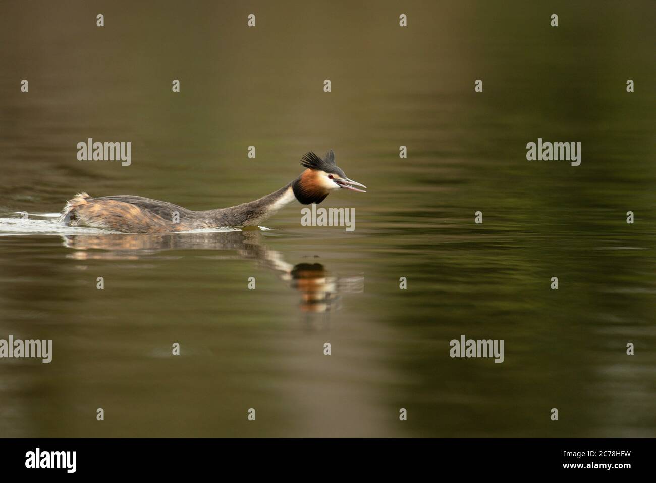 BIRD. Great Crested Grebe, adult,, swimming low in the water, display ...