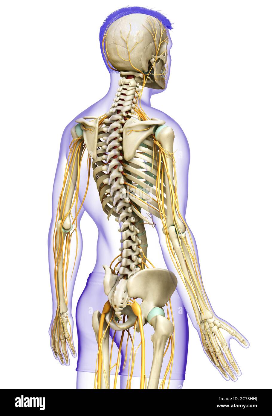 3d rendered medically accurate illustration of the nervous system and ...