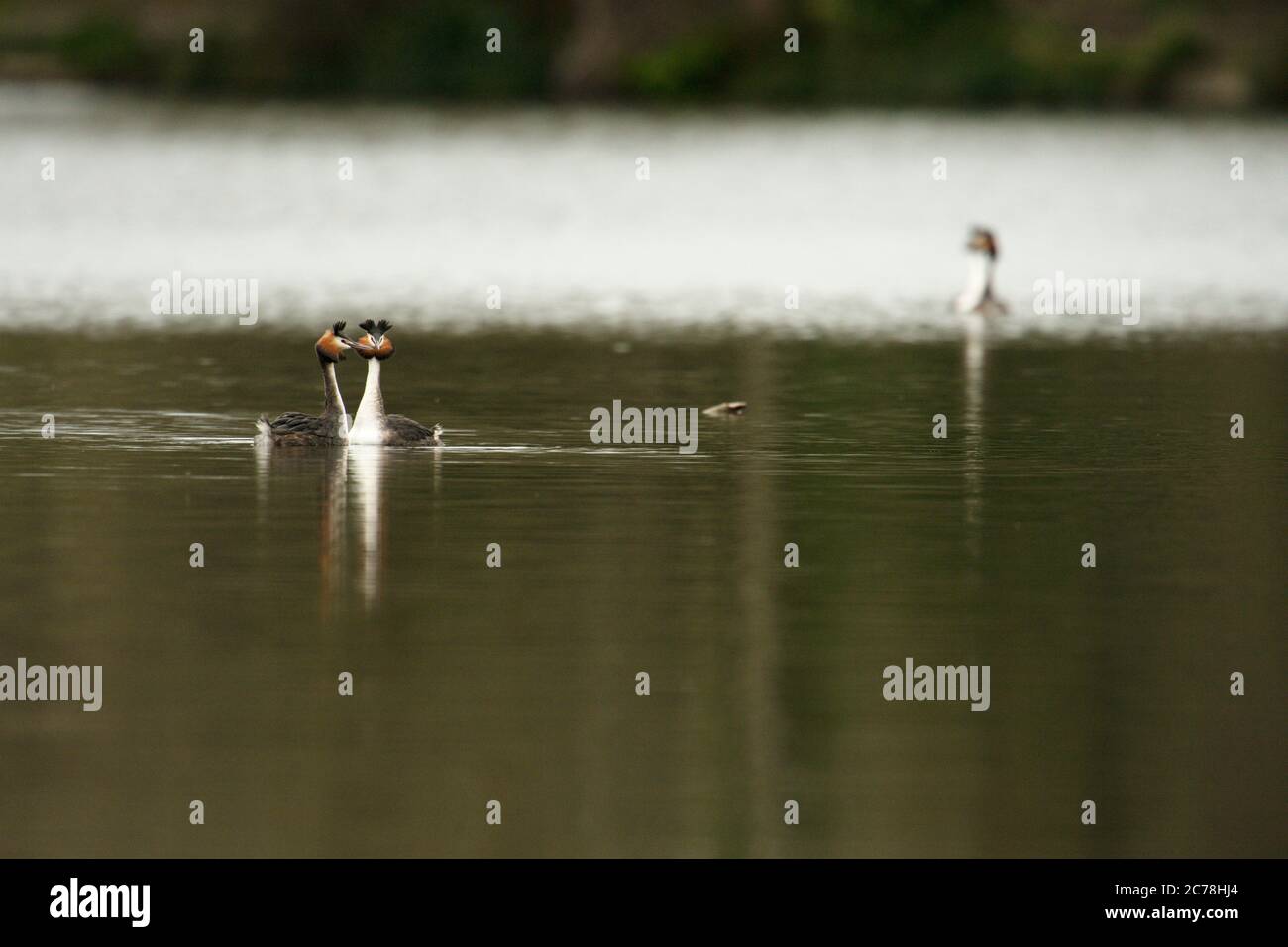 BIRD. Great Crested Grebe, adult,, 2 pairs displaying, Surrey, UK Stock ...