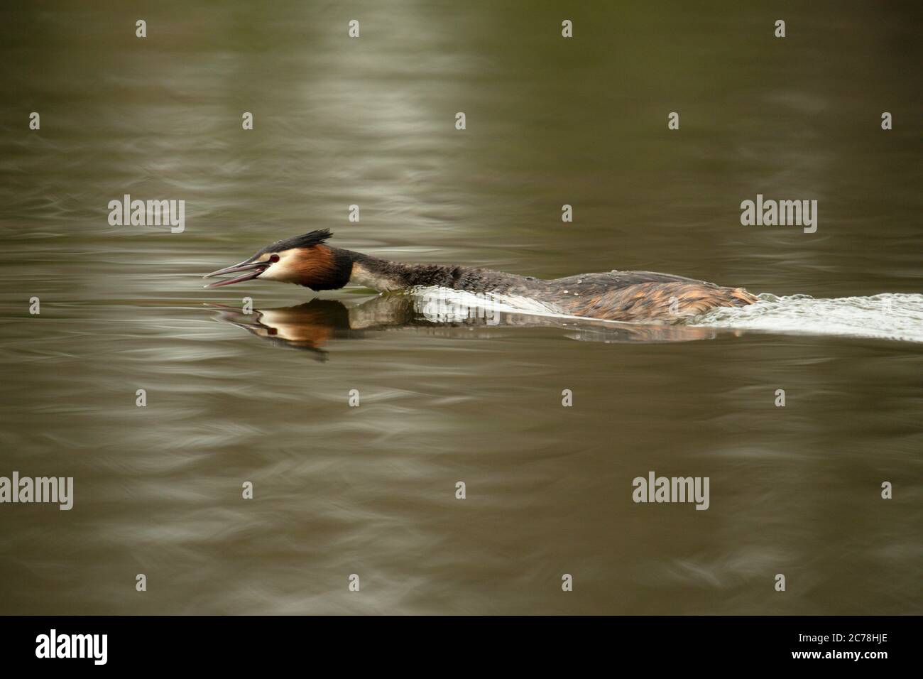 BIRD. Great Crested Grebe, adult,, swimming low in the water, display ...