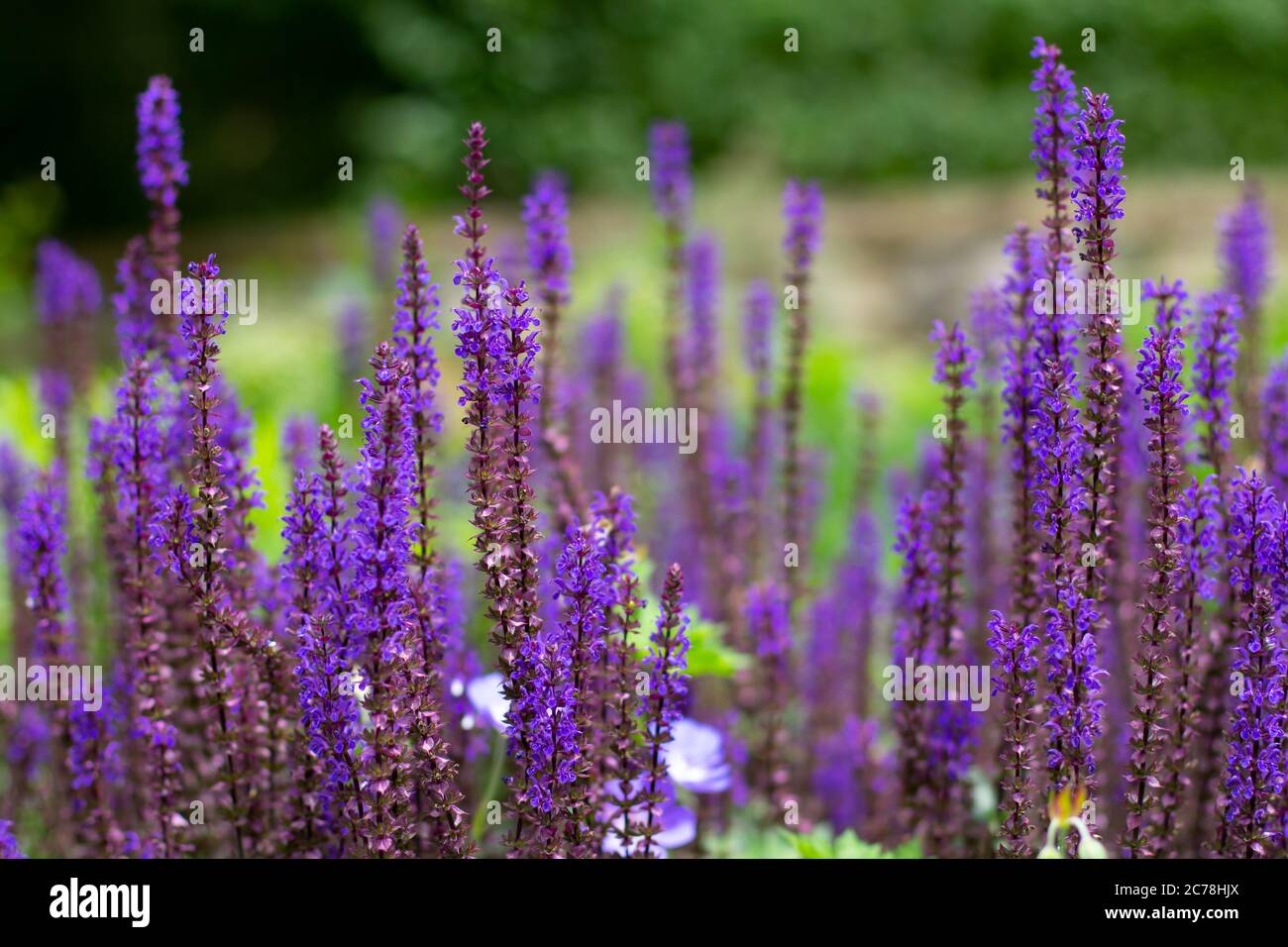 Hain salbei hi-res stock photography and images - Alamy