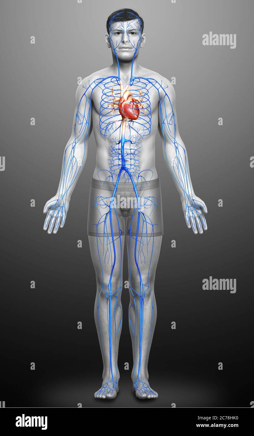 3d rendered medically accurate illustration of a male Veins anatomy ...