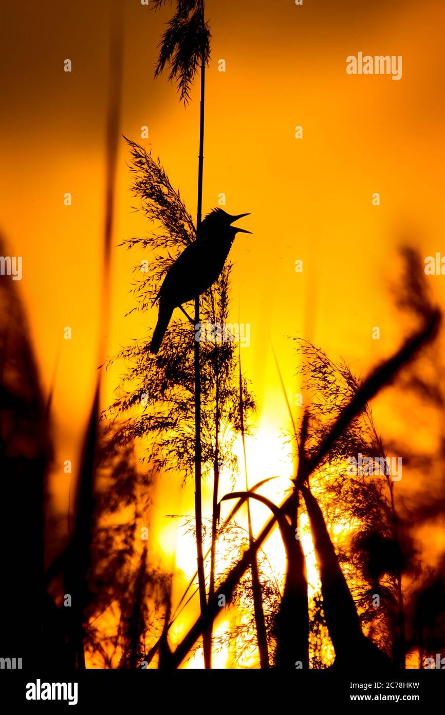 Singing bird. Sunset nature background Stock Photo - Alamy