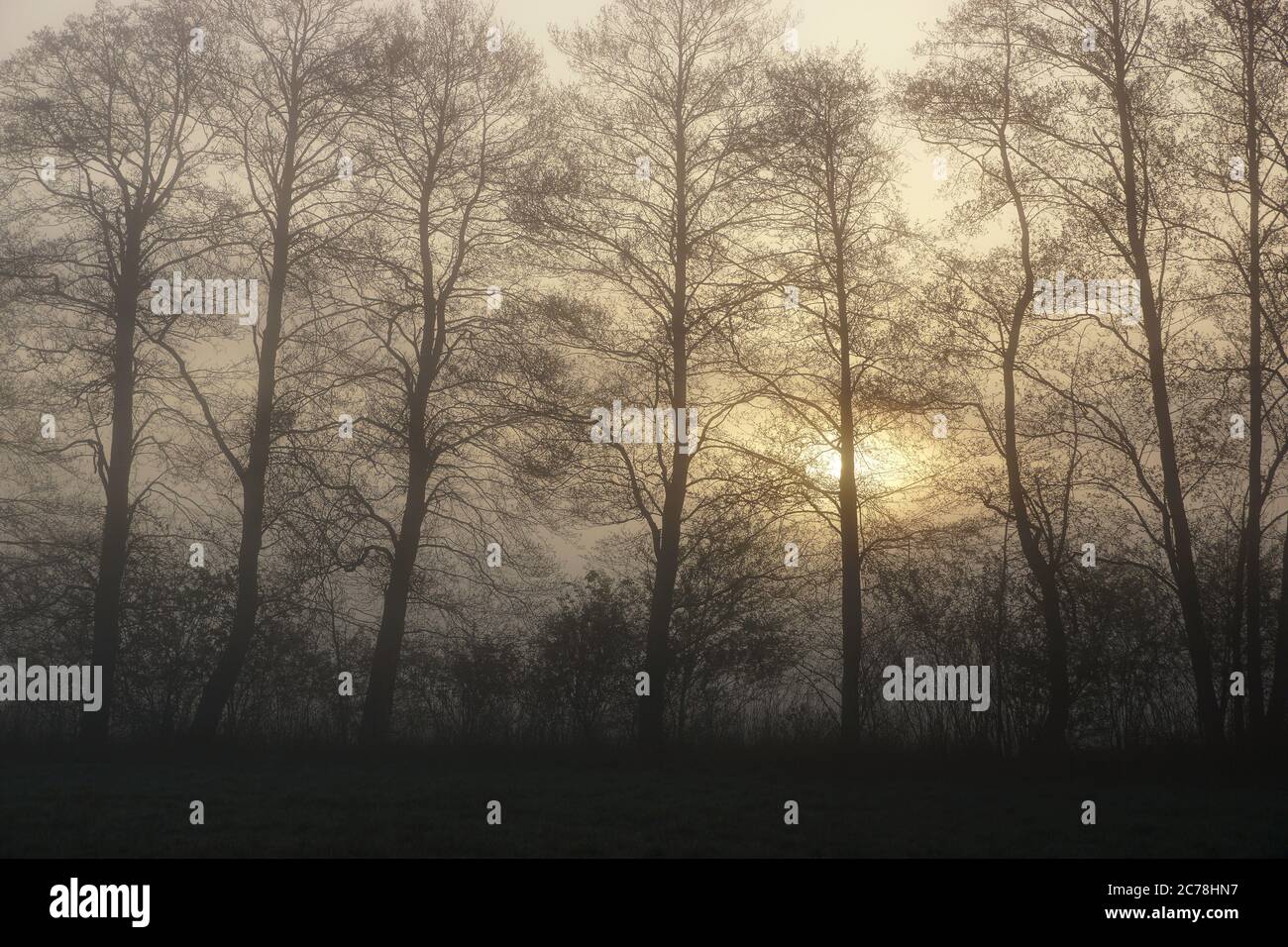 Misty spring morning hi-res stock photography and images - Alamy