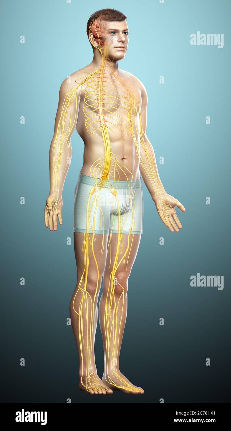 3d rendered medically accurate illustration of a male nervous system ...