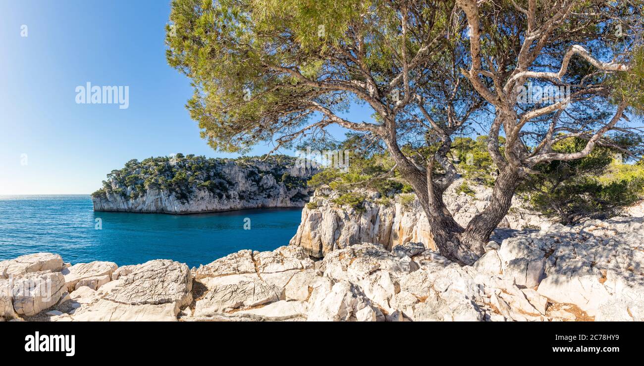 Single pine tree in the Calanques National Park, Cassis, Provence ...