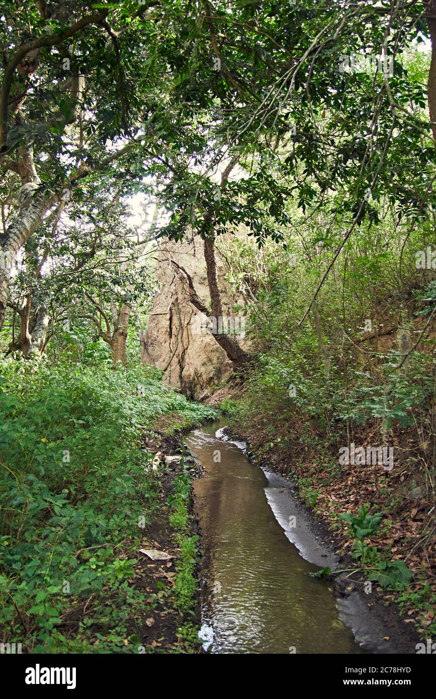 Jungle landscapes hi-res stock photography and images - Alamy