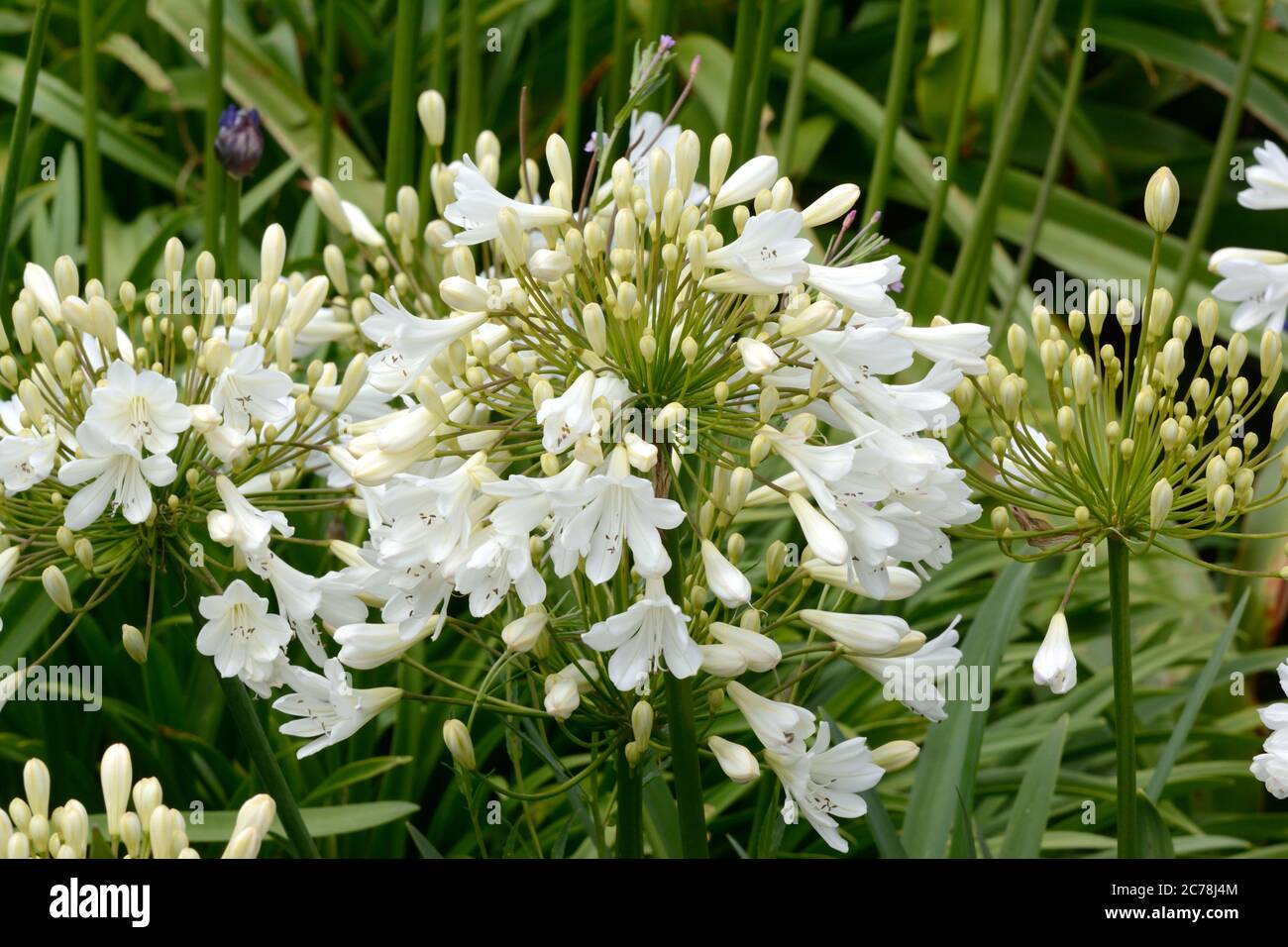Agapanthus Arctic Star flowerhead African lily Lily of the nile Stock ...