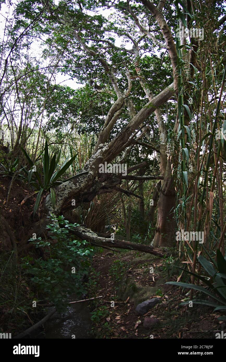 paths in the dense vegetation, jungle landscapes with water, sunny day ...