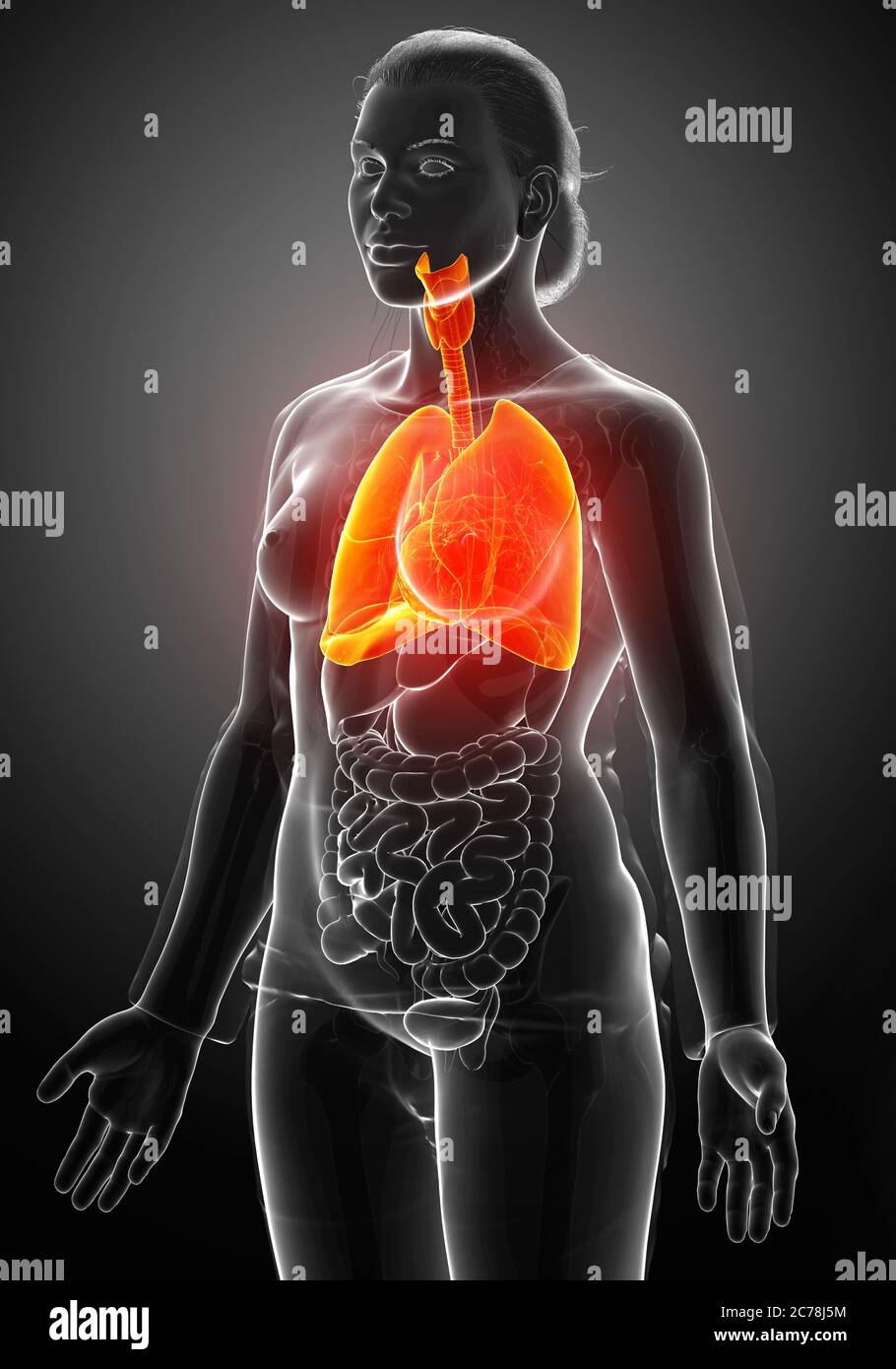 3d rendered, medically accurate illustration of a female lung anatomy ...