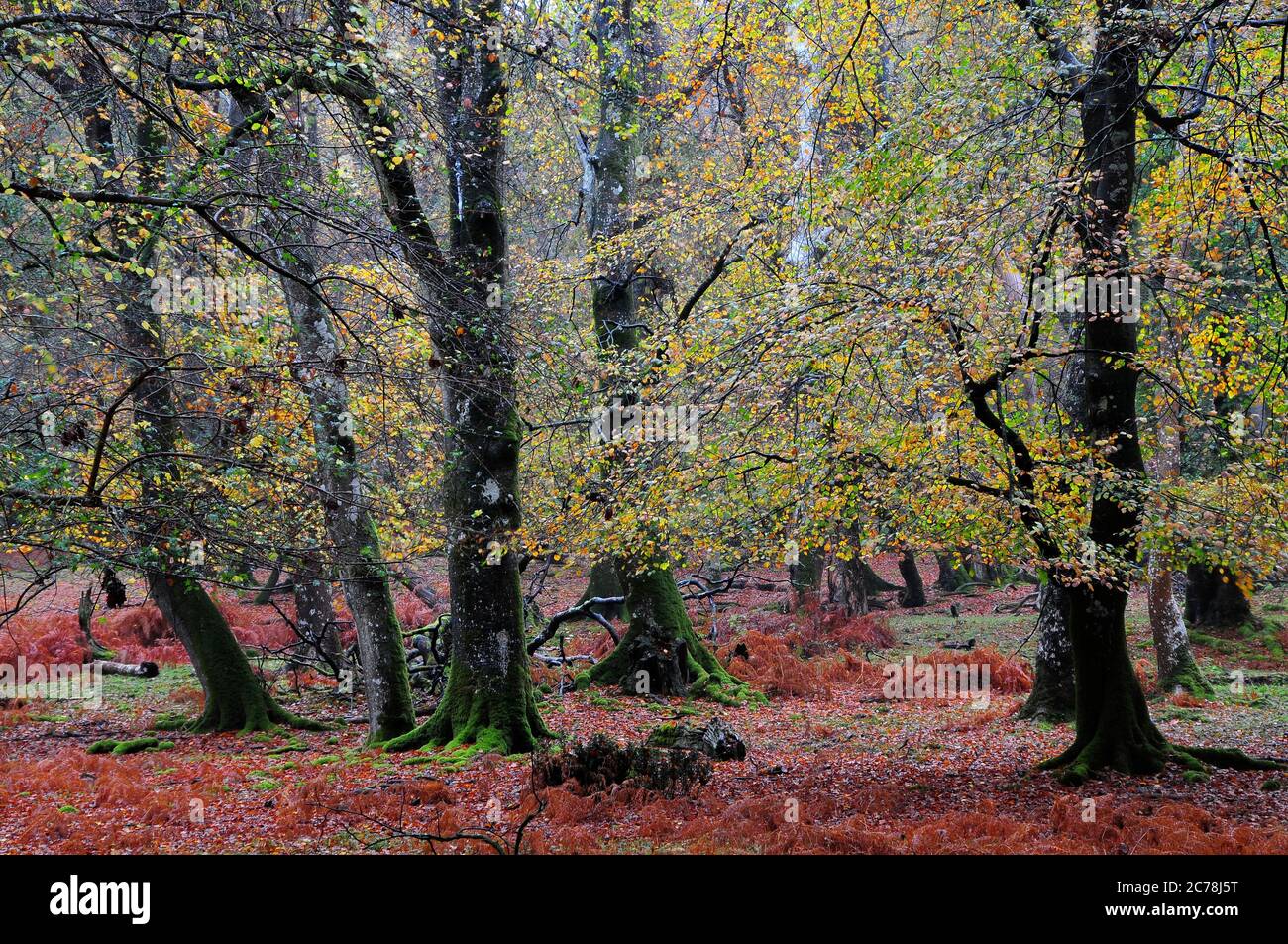 Dames Slough Inclosure, New Forest National Park, Hamshire, UK Stock ...