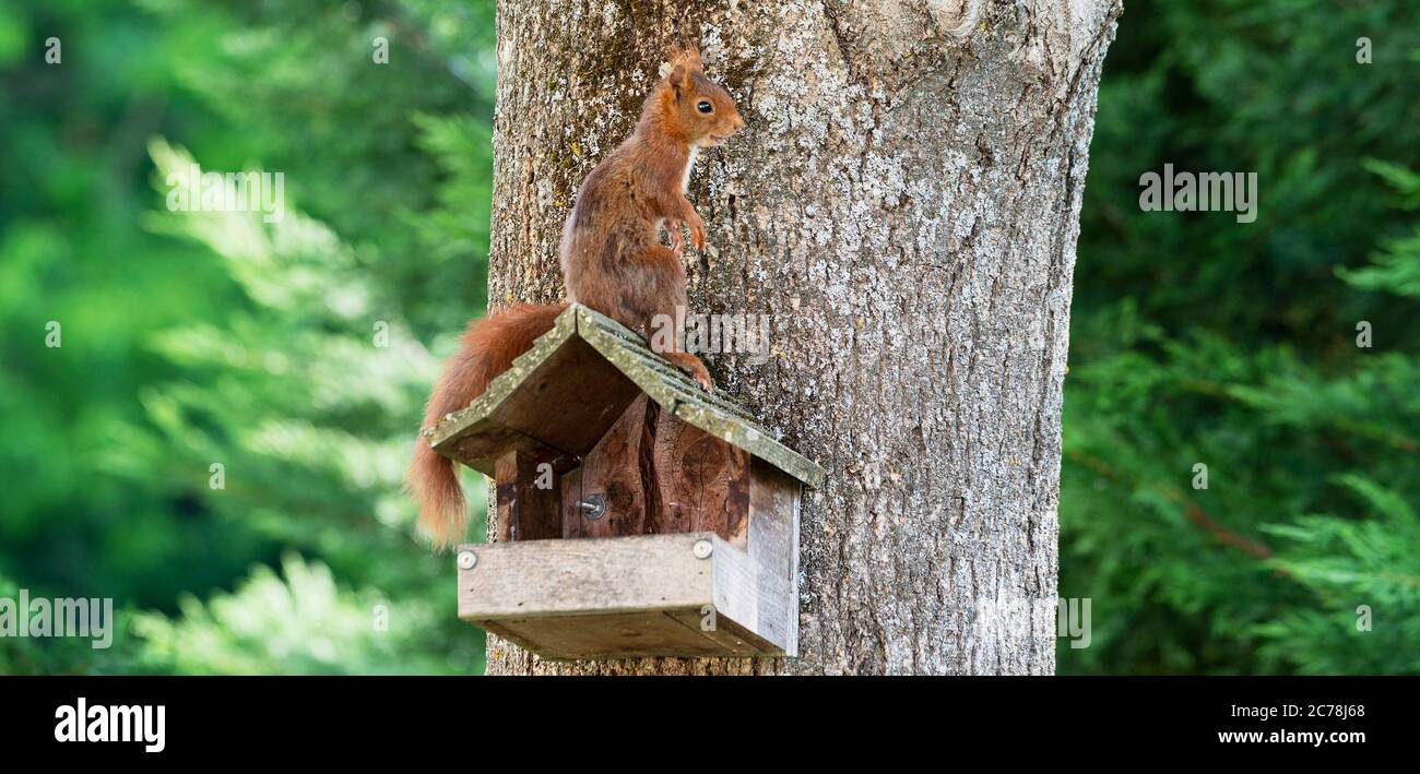 Squirrel on a tree with wood house Stock Photo - Alamy