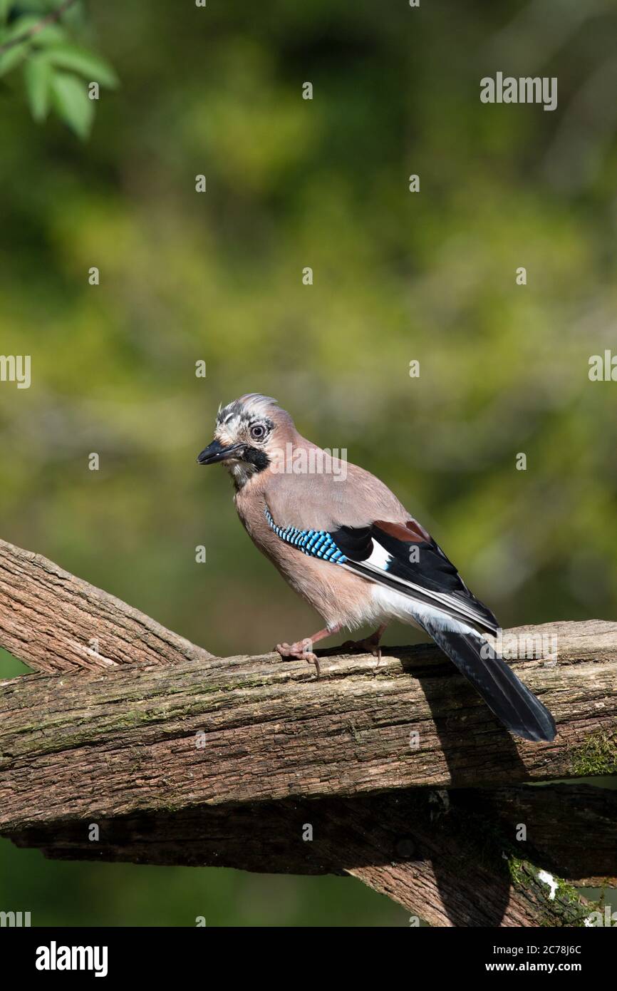 BIRD, JAY, perched on a gate, Surrey UK Stock Photo - Alamy
