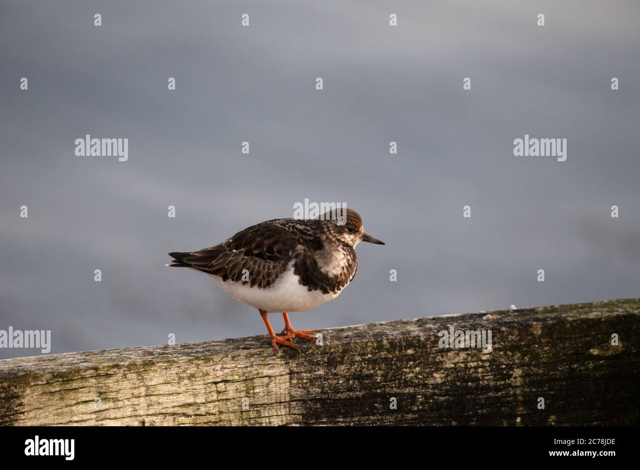 BIRD. Turnstone., resting on breakwater at the sea, Sussex, UK Stock ...