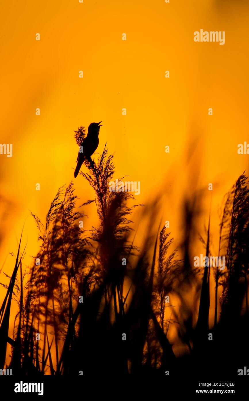 Singing bird. Sunset nature background Stock Photo - Alamy