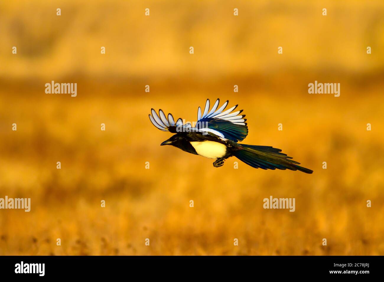 Flying crow. Yellow nature background. Bird: Eurasian Magpie. Pica pica ...
