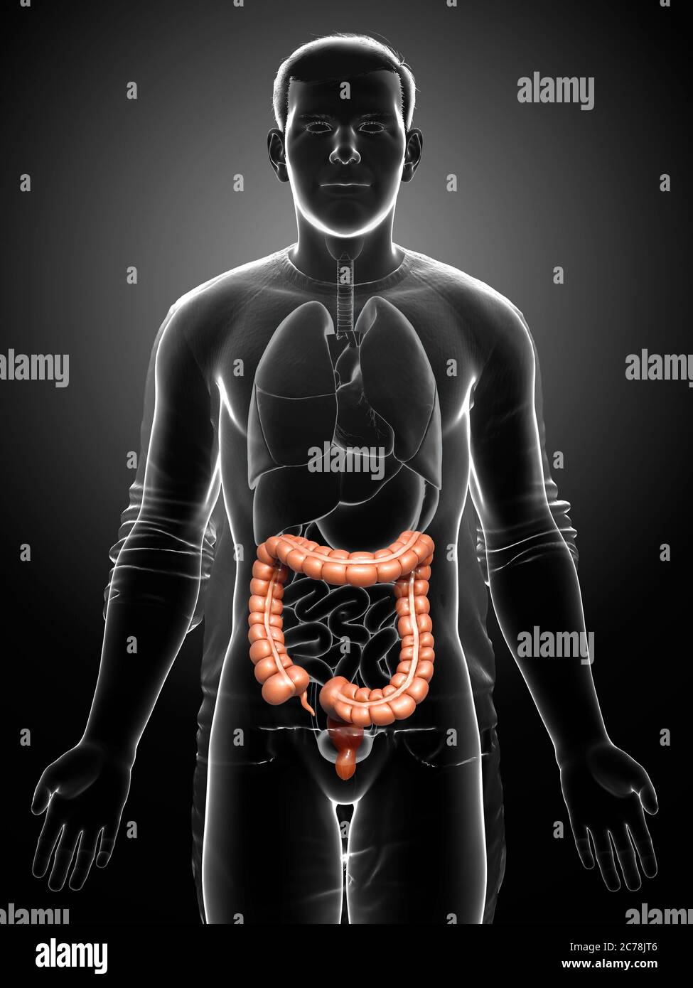 3d rendered, medically accurate illustration of male large intestine ...