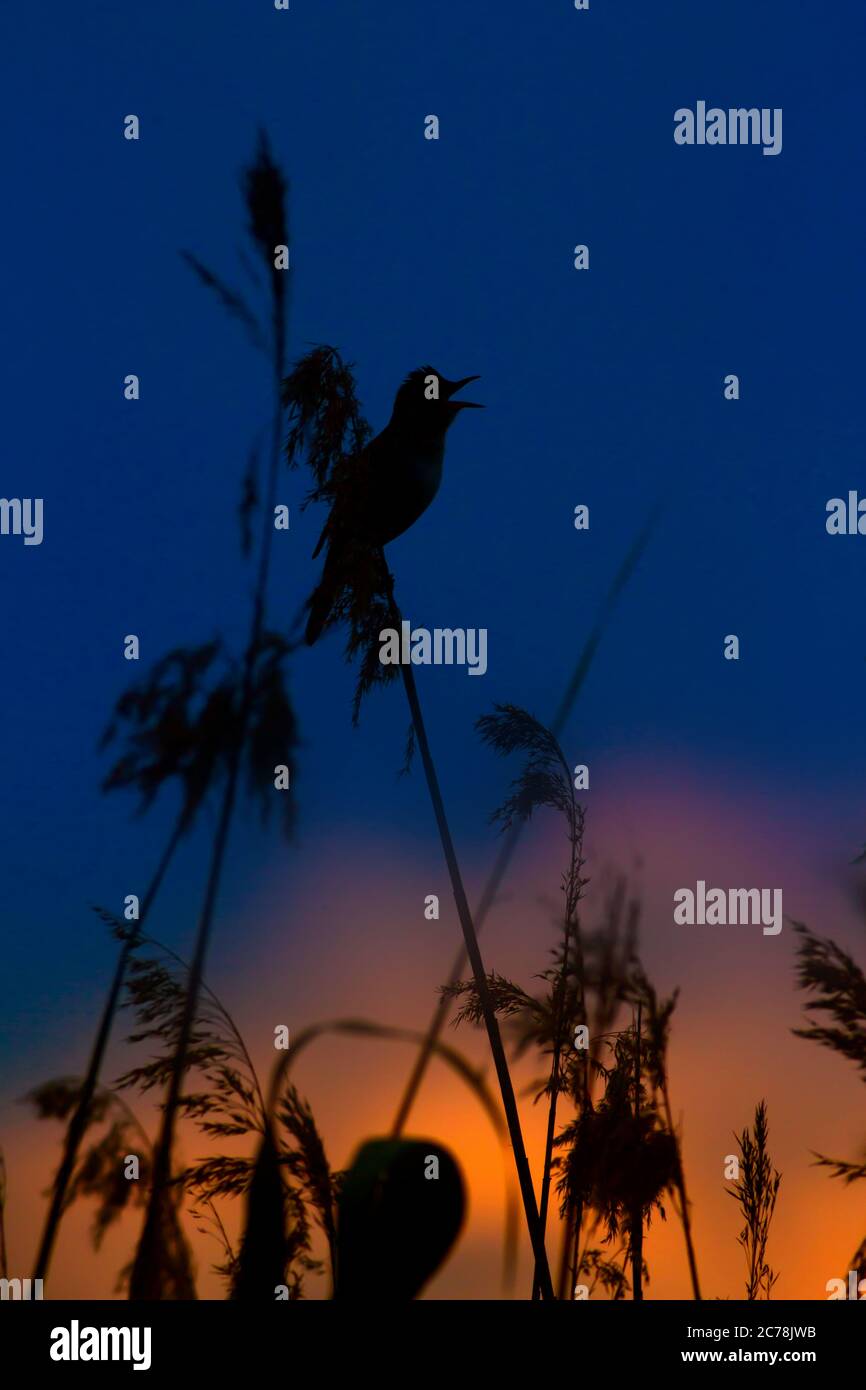 Singing bird. Sunset nature background Stock Photo - Alamy