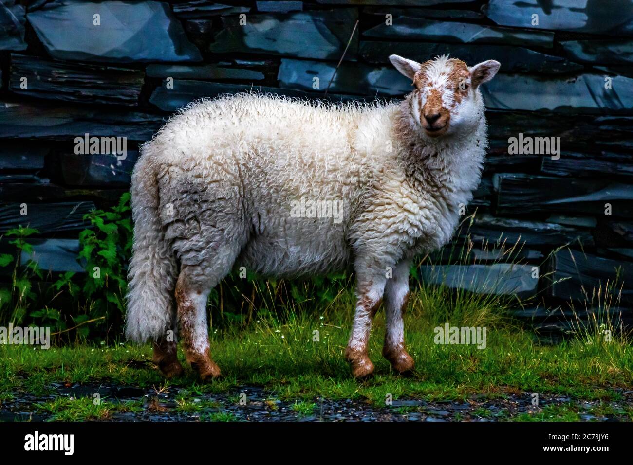 Picture of lamb hi-res stock photography and images - Alamy