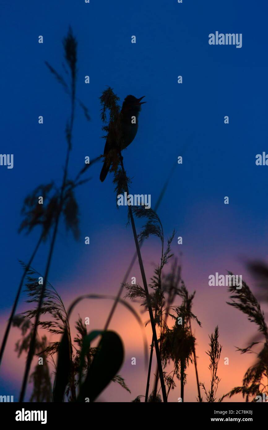 Singing bird. Sunset nature background Stock Photo - Alamy