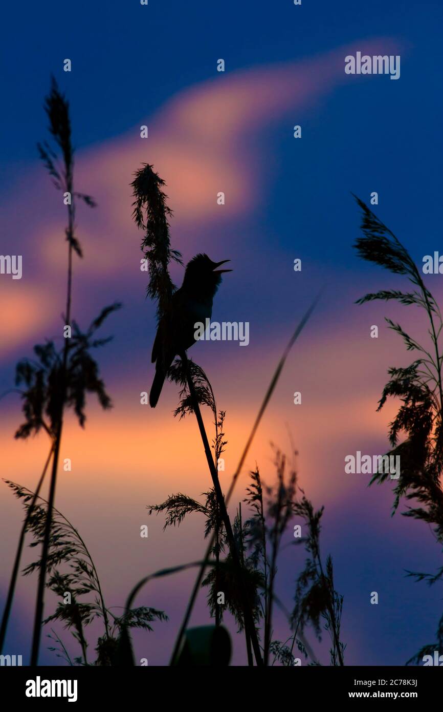 Singing bird. Sunset nature background Stock Photo - Alamy