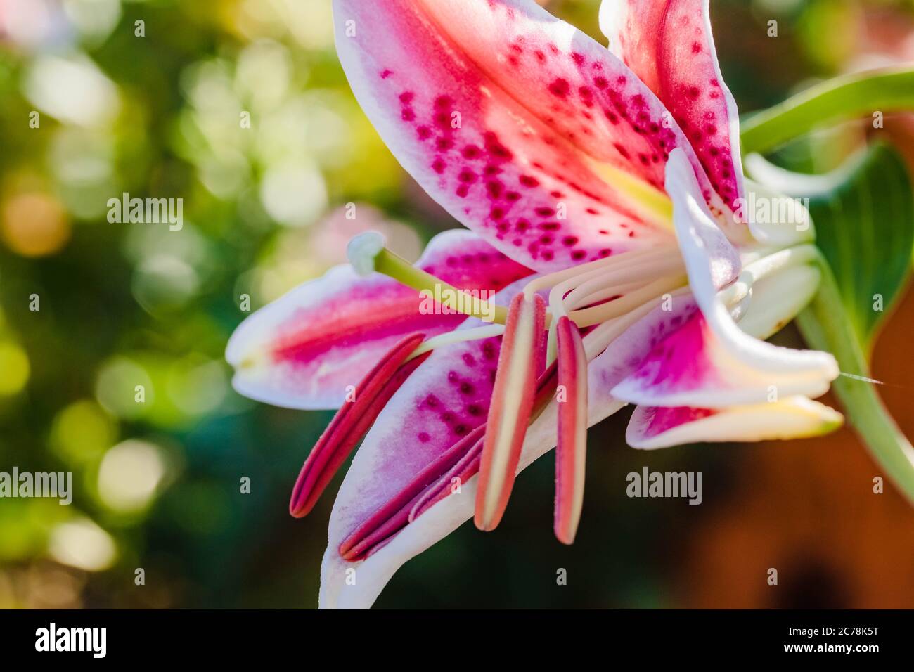 side view of a Stargazer lily blooming in the orange garden Stock Photo ...