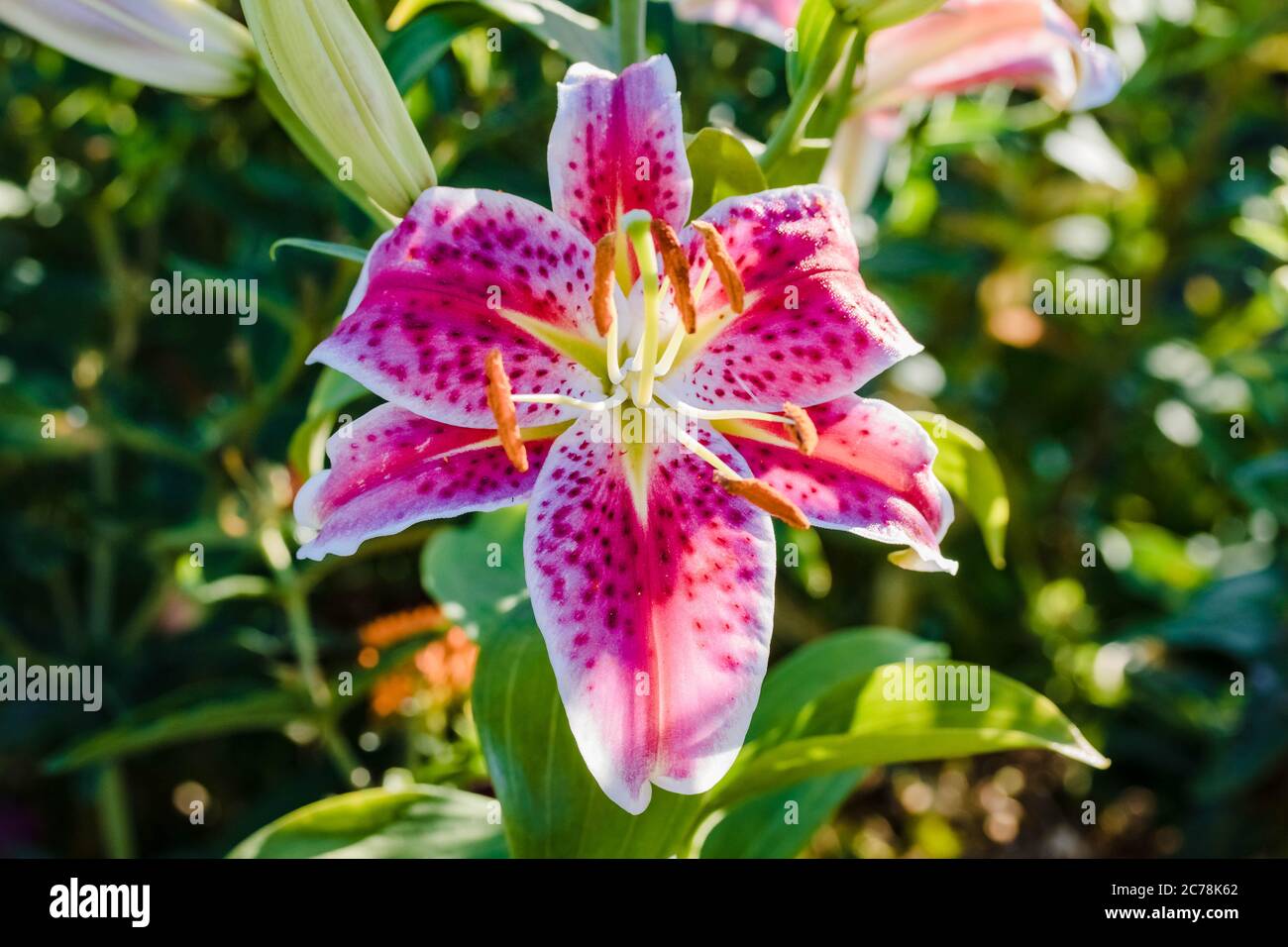 new Stargazer lily blooming in the orange garden Stock Photo - Alamy