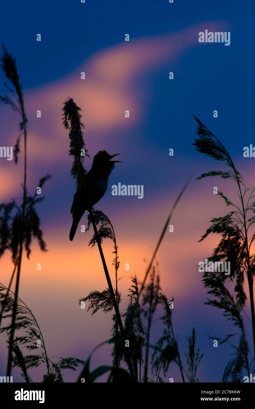 Singing bird. Sunset nature background Stock Photo - Alamy