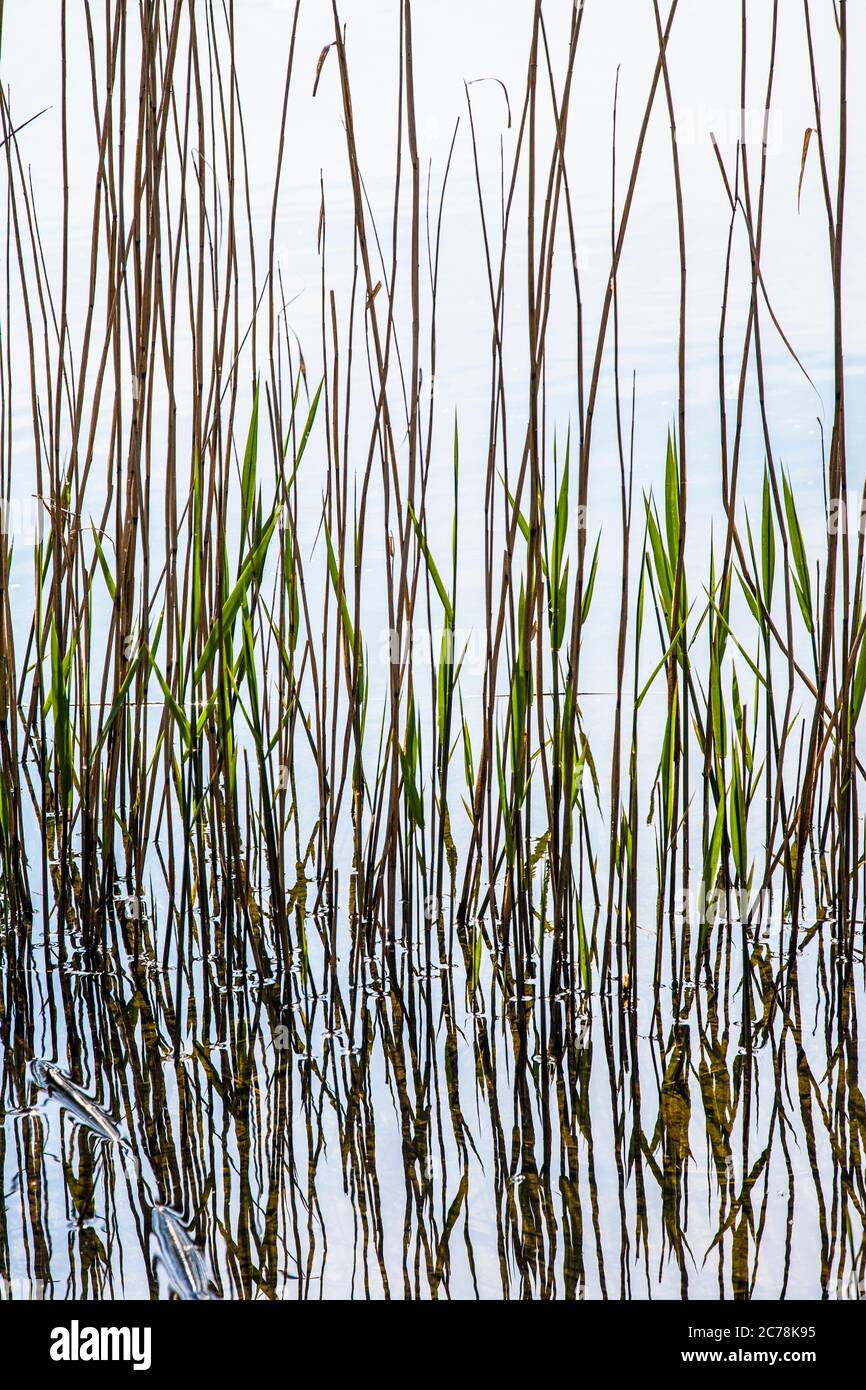 Water reeds growing plants hi-res stock photography and images - Alamy