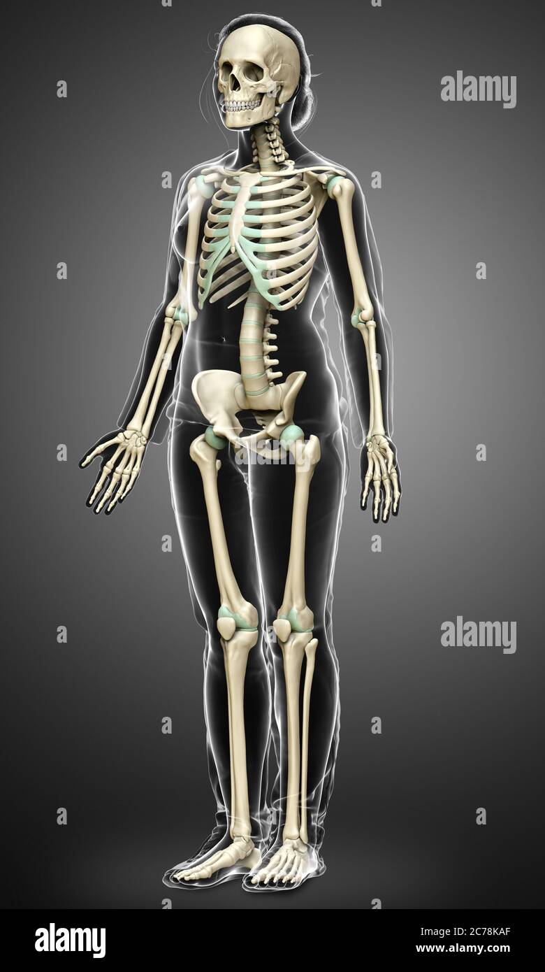 3d rendered, medically accurate illustration of a female skeleton ...