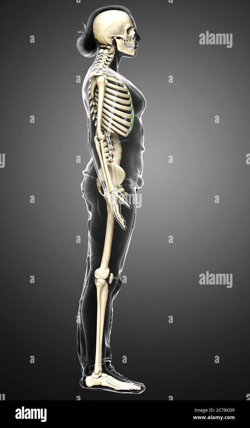 3d rendered, medically accurate illustration of a female skeleton ...