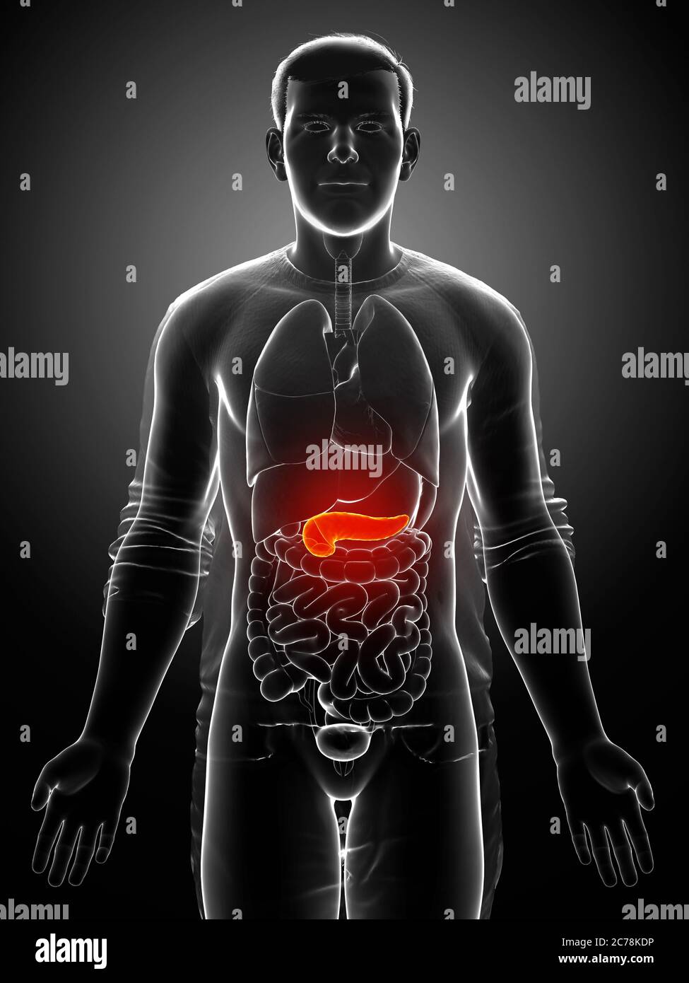 3d rendered, medically accurate illustration of a male pancreas Stock ...