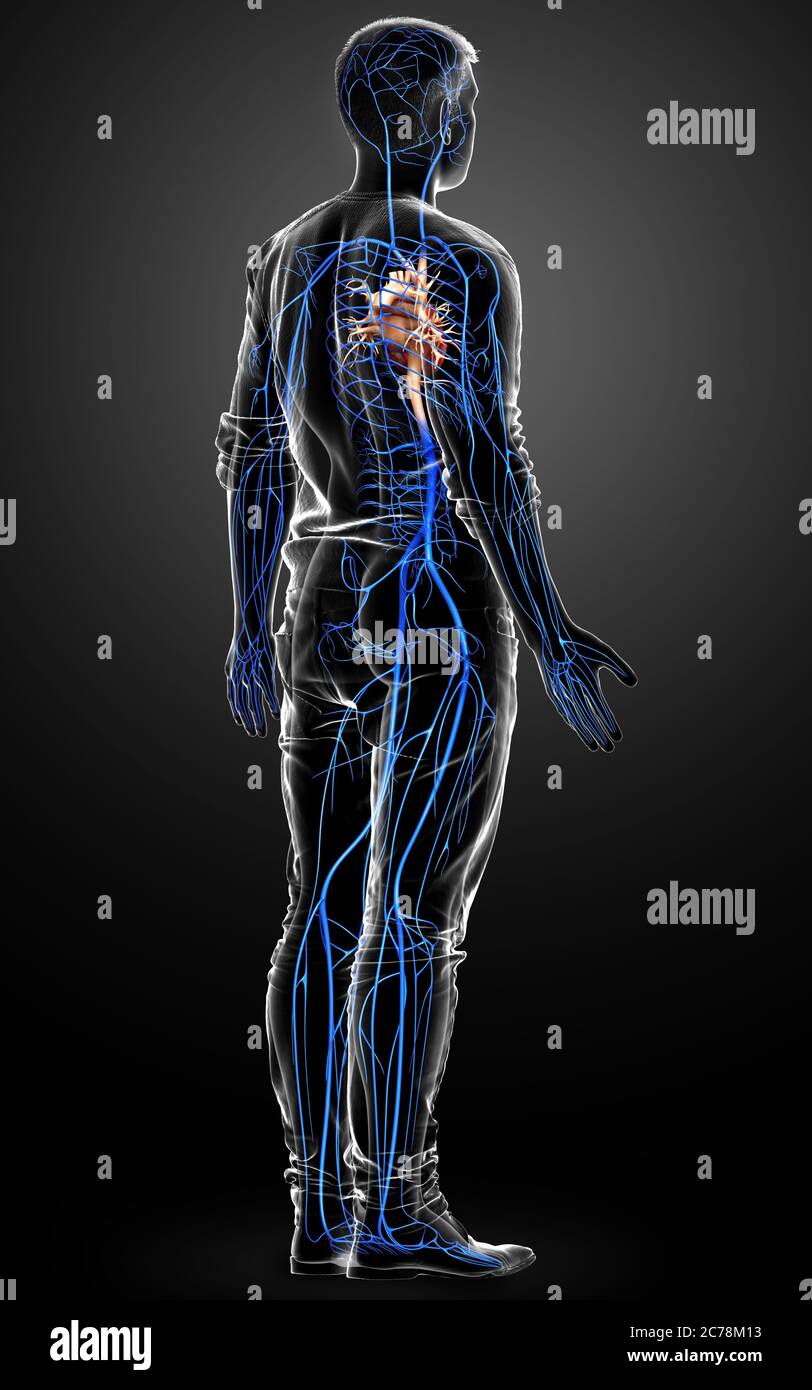 3d rendered medically accurate illustration of a male Veins anatomy ...