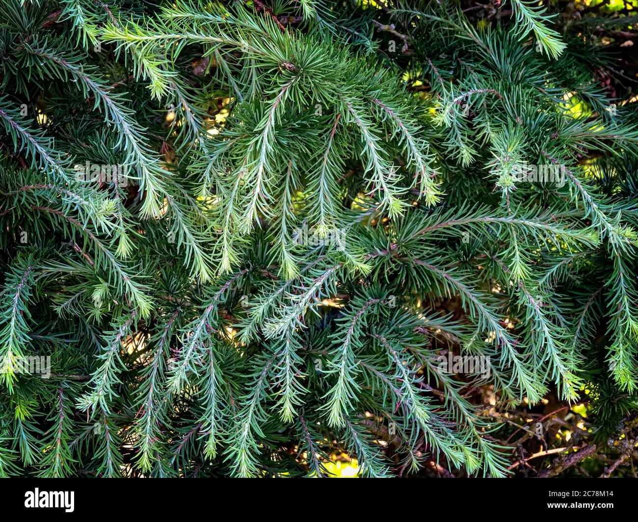 Pine leaves close-up, Denmark Stock Photo - Alamy