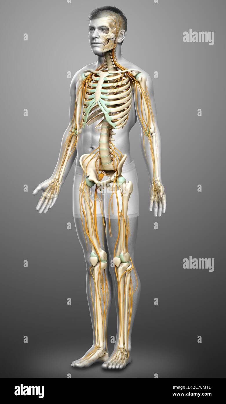 3d rendered medically accurate illustration of the nervous system and ...