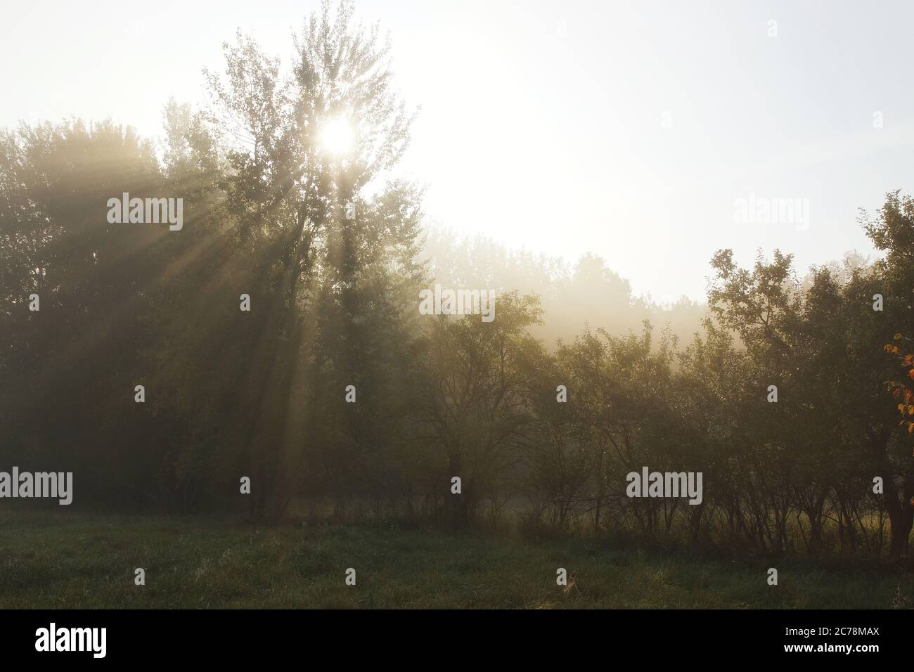 The rays of the morning sun visible in the autumn fog Stock Photo - Alamy