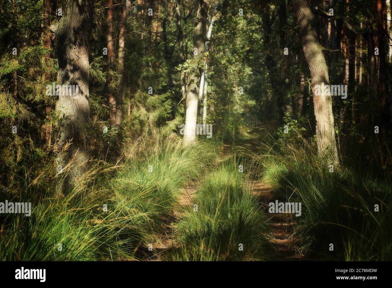 Grassy road hi-res stock photography and images - Alamy